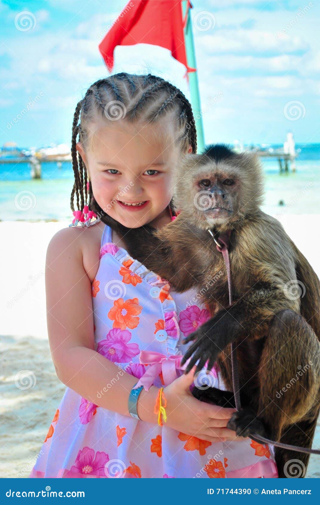 Monkey stock photo. Image of monkey, hair, holding, braided - 71744390