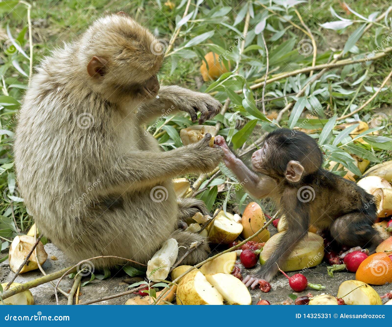 Monkey giving food to baby stock image. Image of mammal - 14325331
