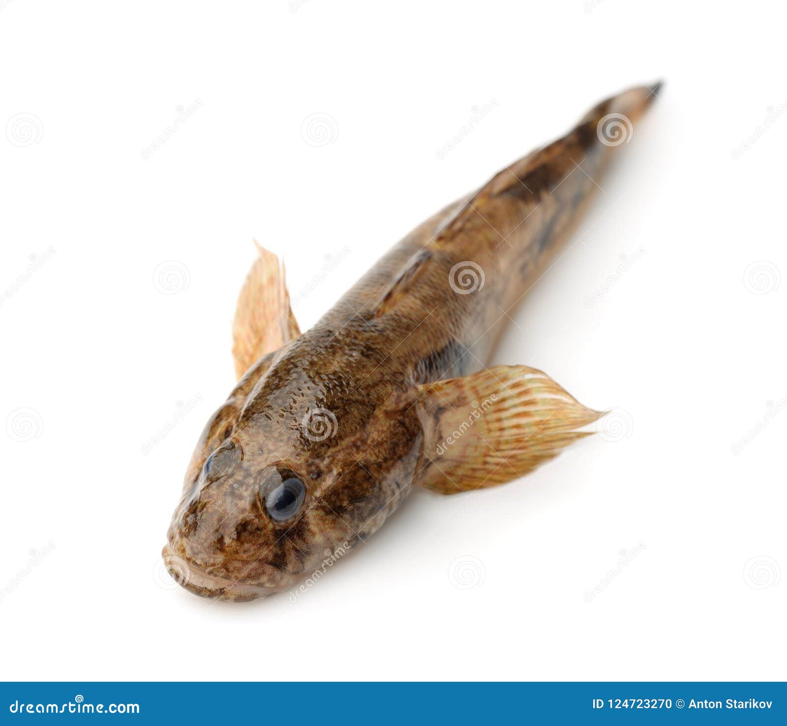 Monkey Goby (Neogobius Fluviatilis) Juvenile Freshwater Fish, Caught In ...