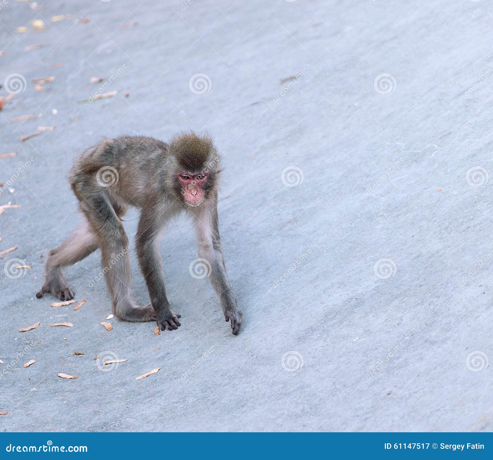 Monkey goes zoo stock image. Image of female, hair, monkey - 61147517