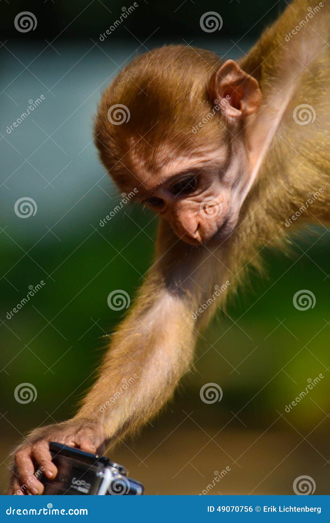 Monkey grabbing camera stock photo. Image of like, holding - 49070756