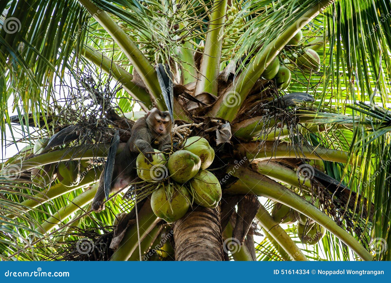 Monkey Grabbing Coconut on the Tree Stock Photo - Image of green, samui ...