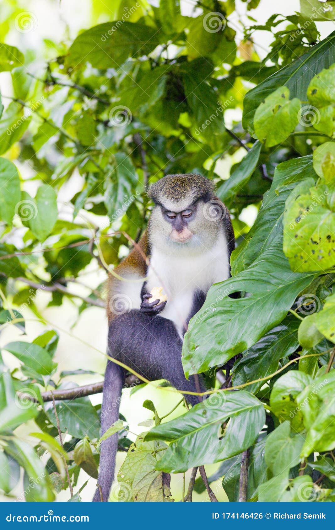 Monkey in Grand Etang National Park, Grenada Stock Photo - Image of ...