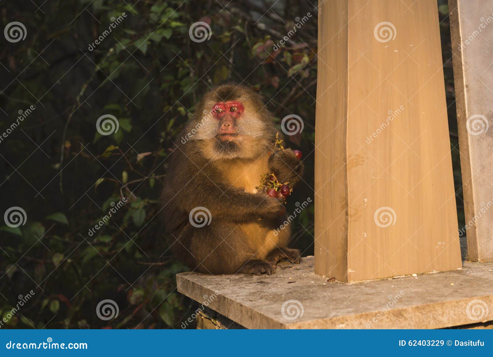 Monkey with grape stock image. Image of ecology, construction - 62403229
