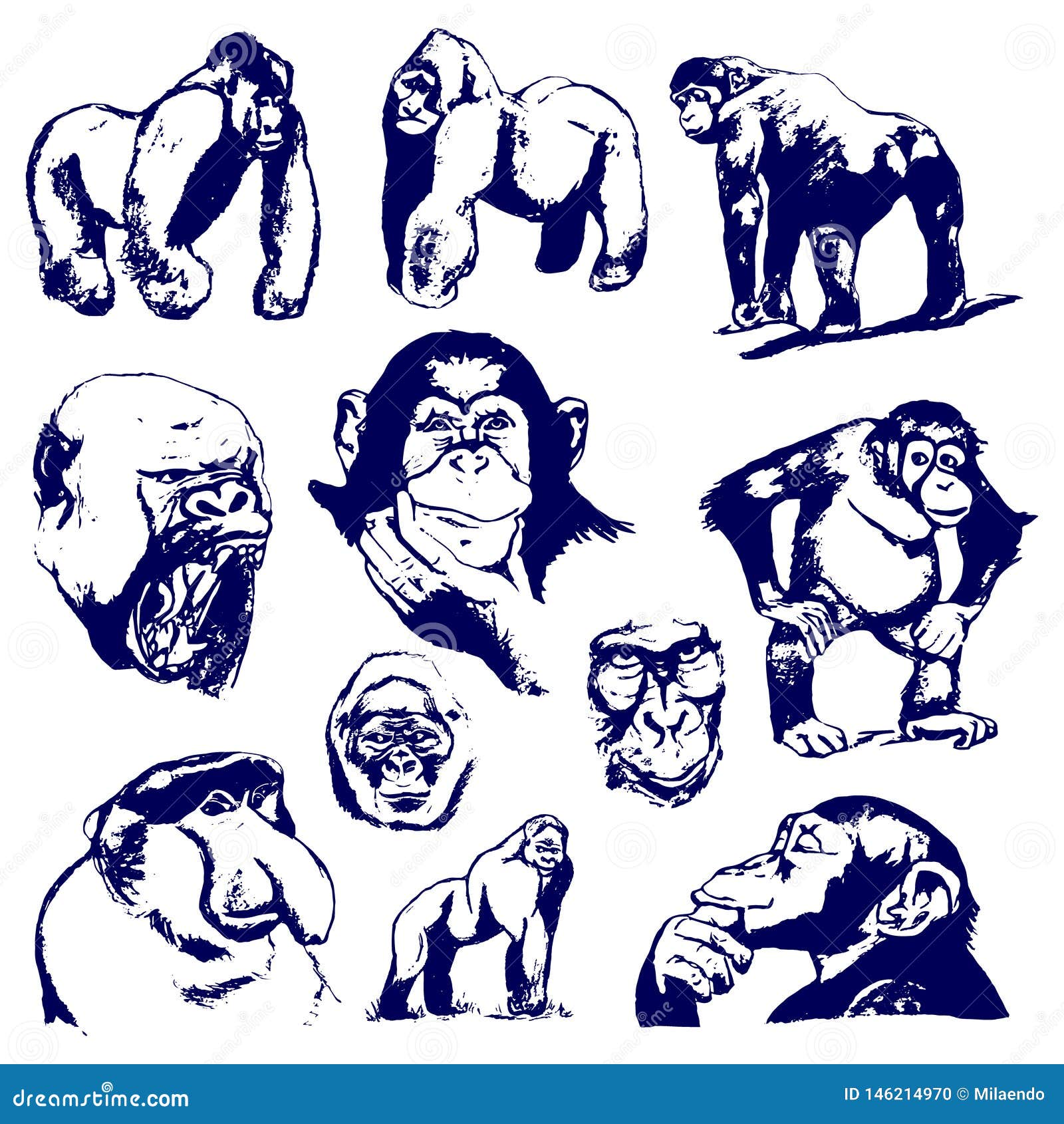 Monkey Graphic Drawing. Set of Illustrations on Stock Illustration ...