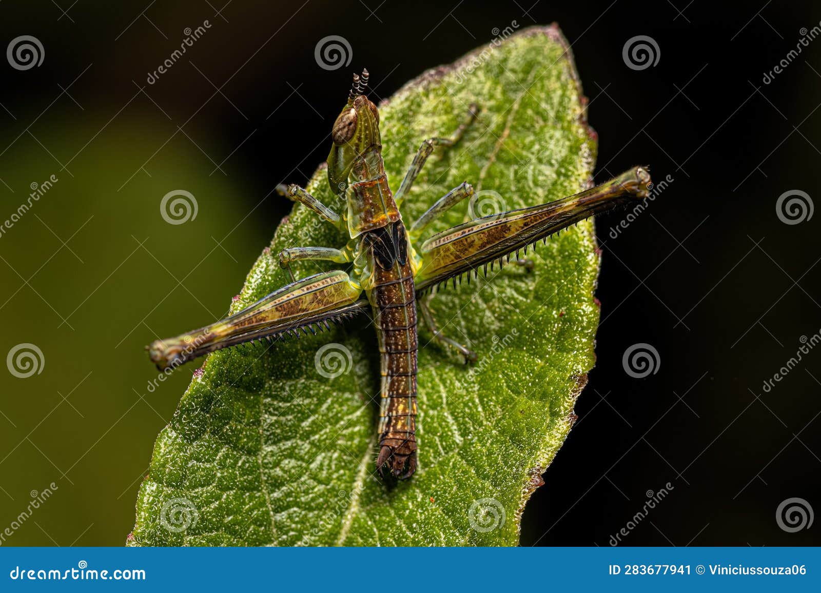 Monkey Grasshopper Nymph stock image. Image of male - 283677941