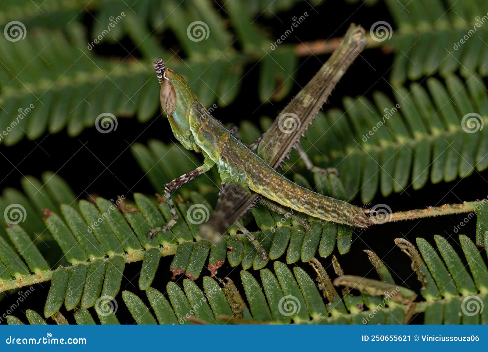 Monkey Grasshopper Nymph stock image. Image of animal - 250655621