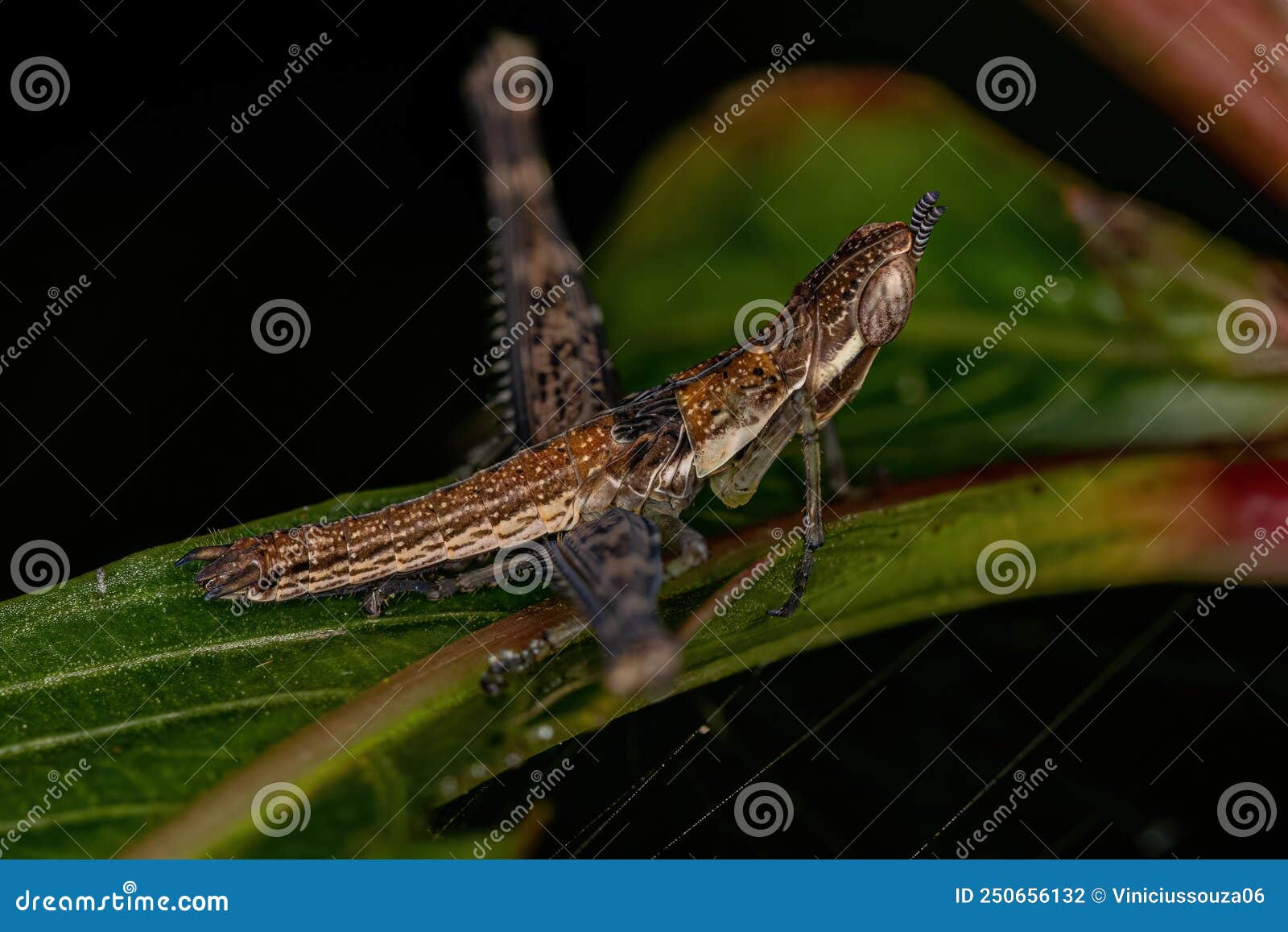 Monkey Grasshopper Nymph stock photo. Image of stick - 250656132