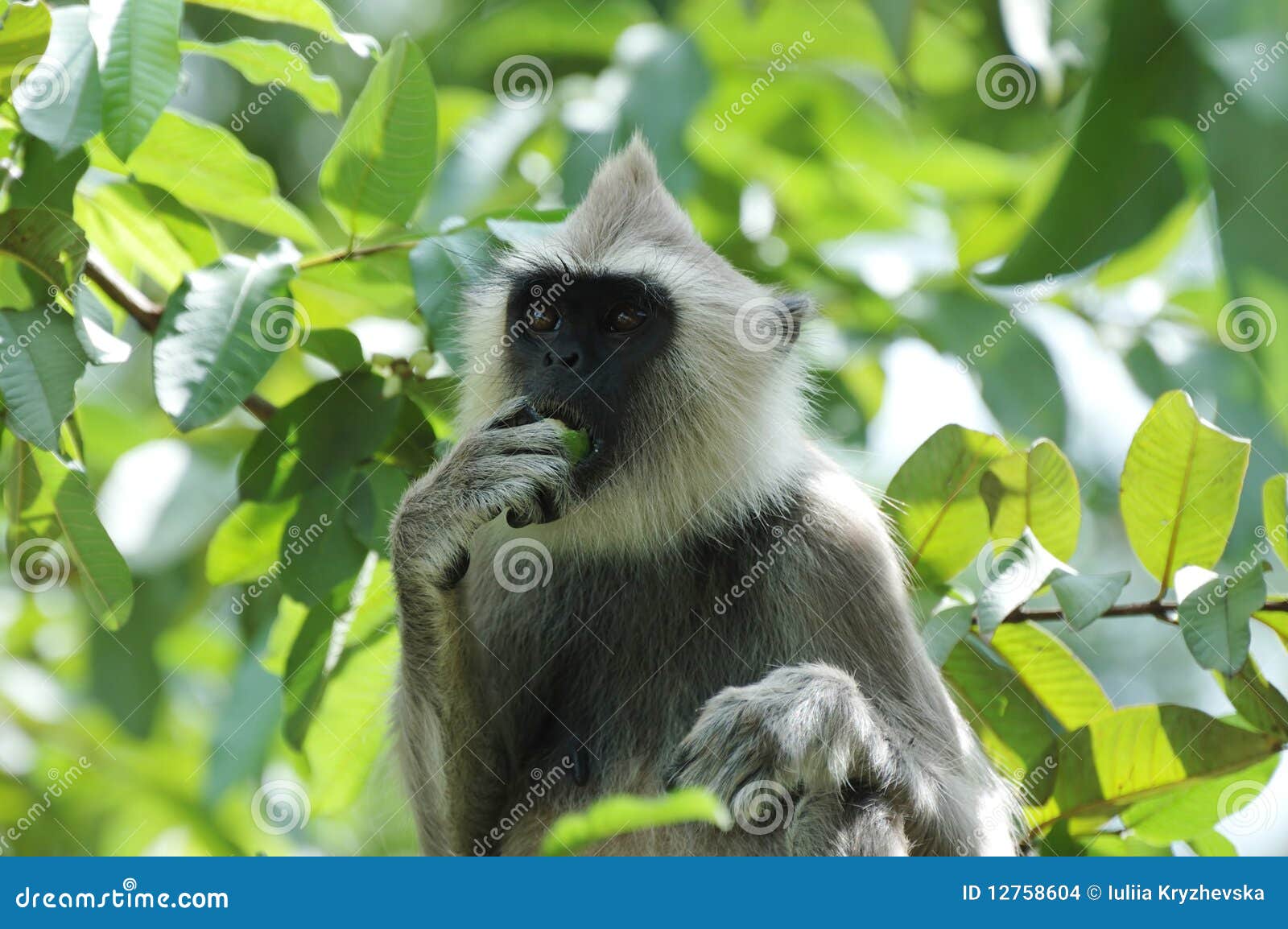Monkey (Gray Langur) Eating a Fruit Stock Photo - Image of eastern ...