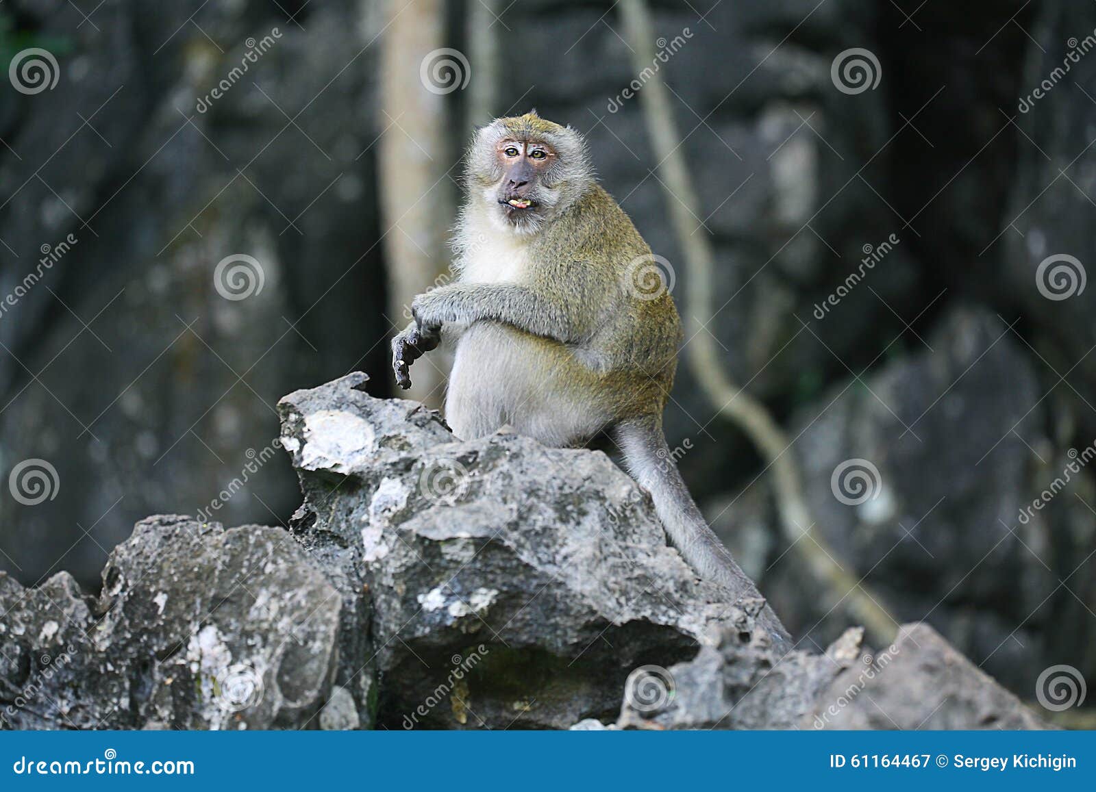 Monkey on a gray rock stock image. Image of mammal, area - 61164467