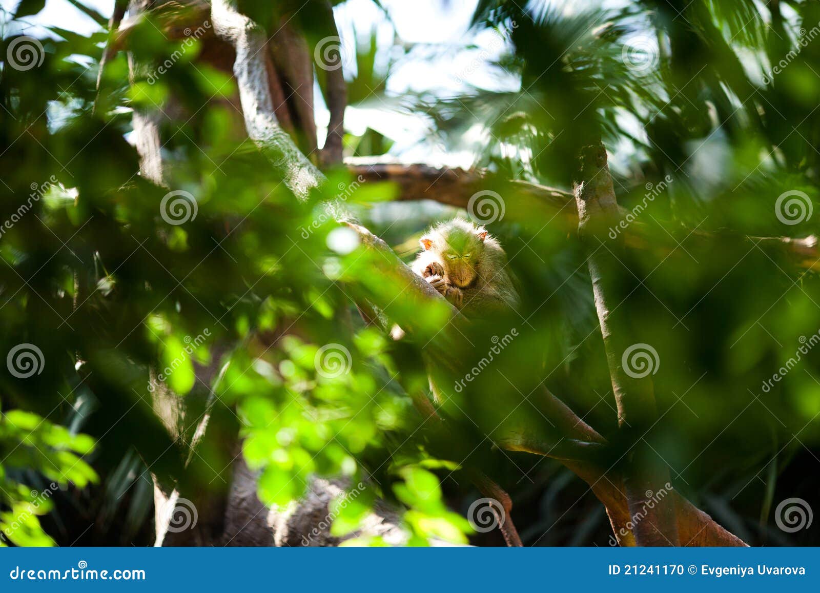 Monkey in a green bush stock photo. Image of shot, hairy - 21241170