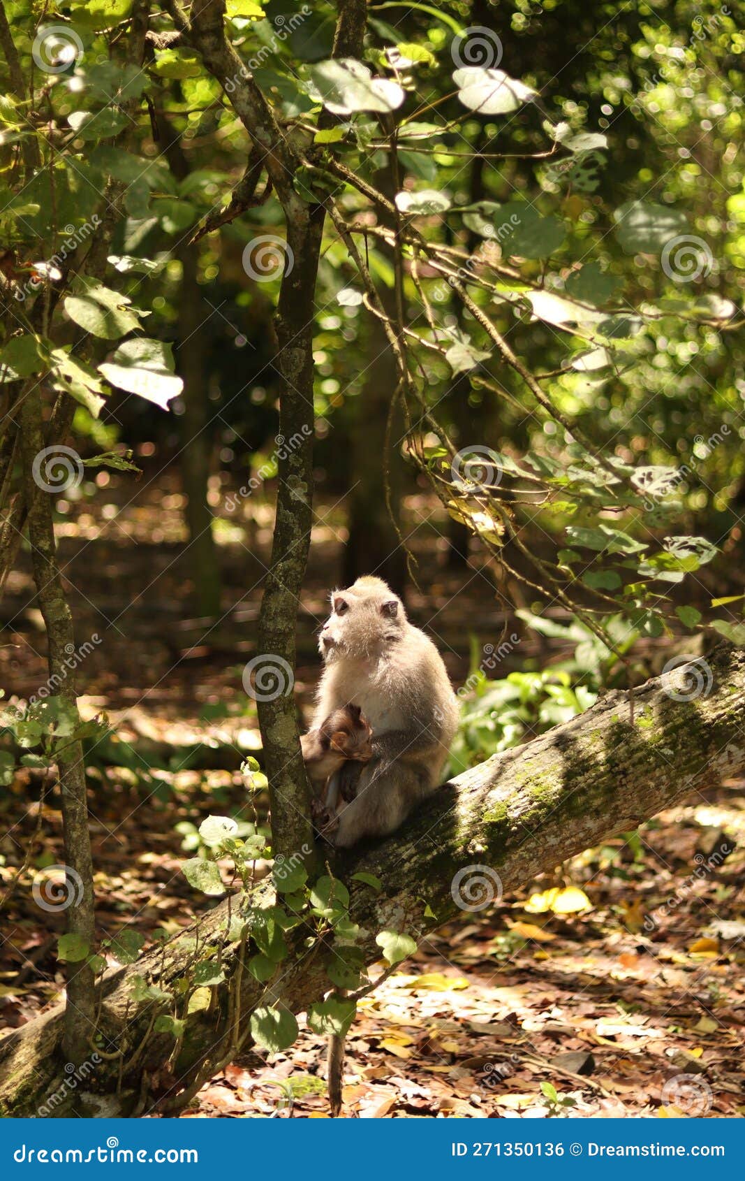 Monkey in green forest stock photo. Image of national - 271350136