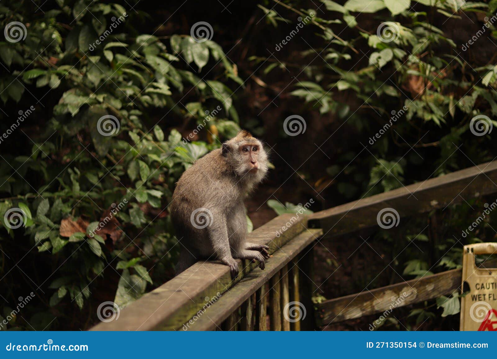 Monkey in green forest stock photo. Image of monkey - 271350154