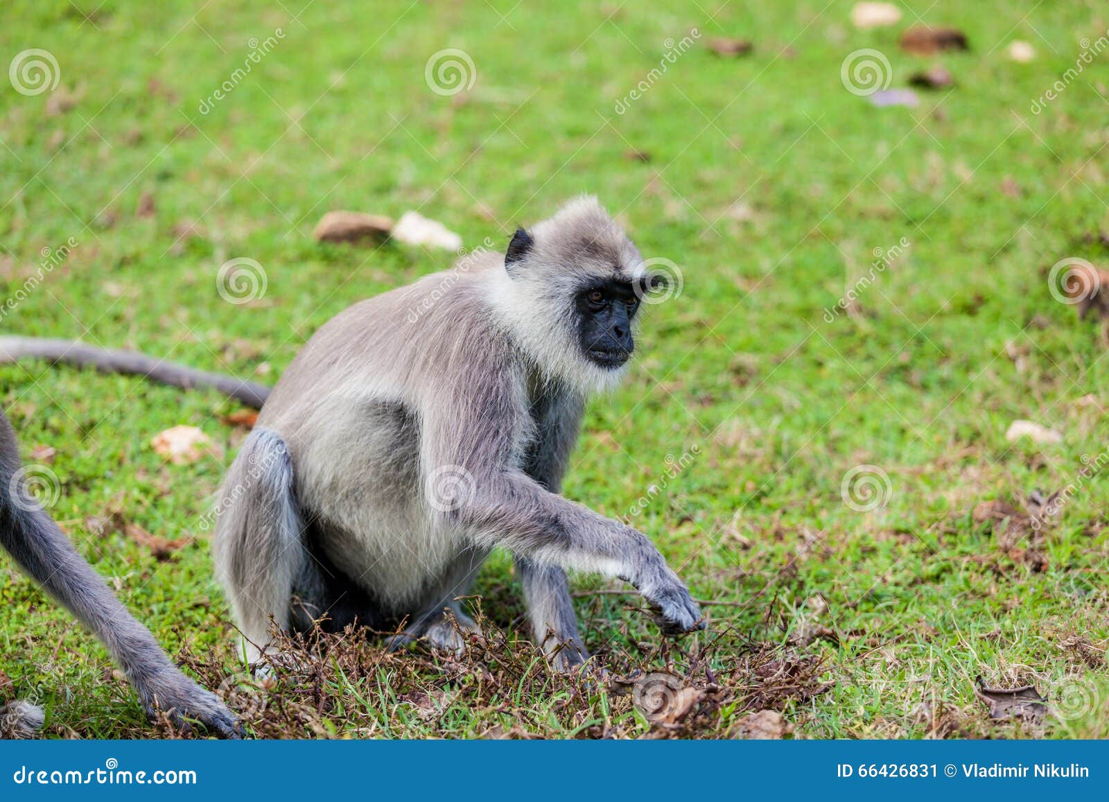 Monkey on the green grass. stock image. Image of unusual - 66426831