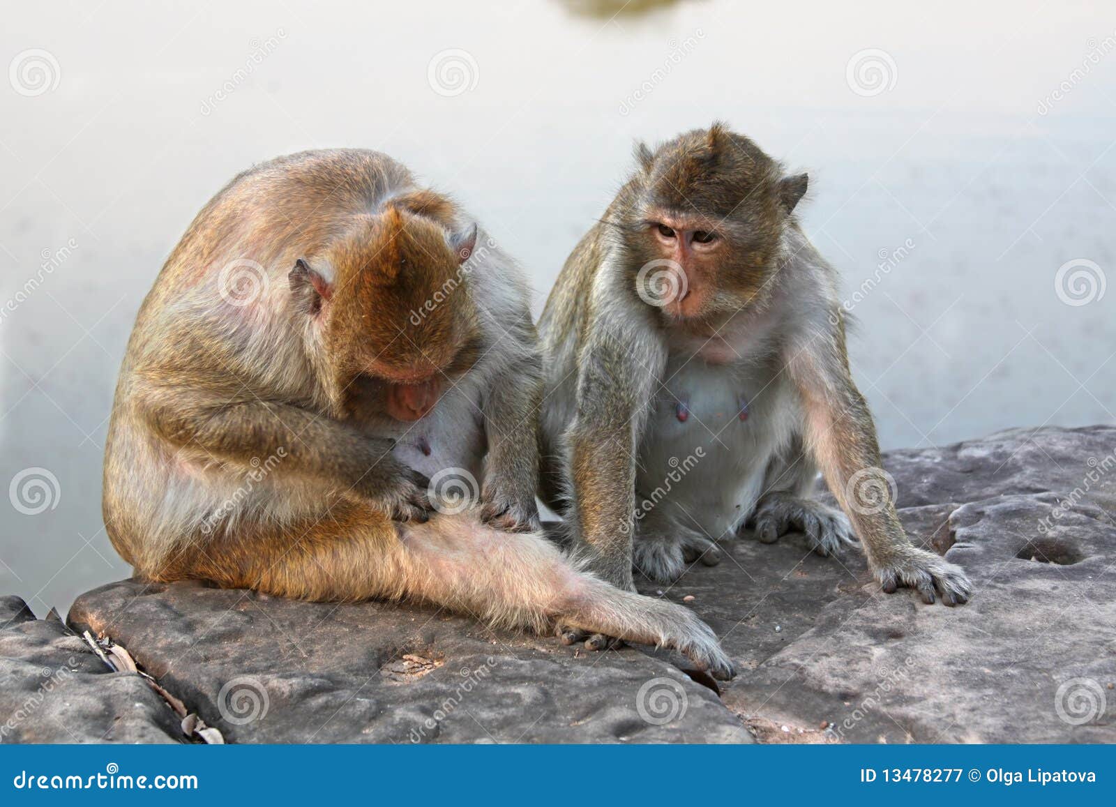 Monkey Grooming stock image. Image of family, brown, sitting - 13478277