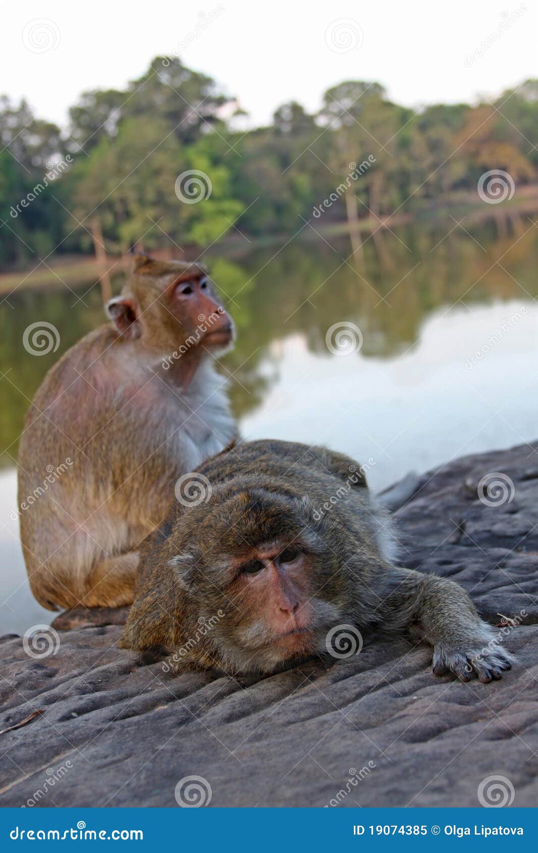 Monkey Grooming stock image. Image of wild, grooming - 19074385