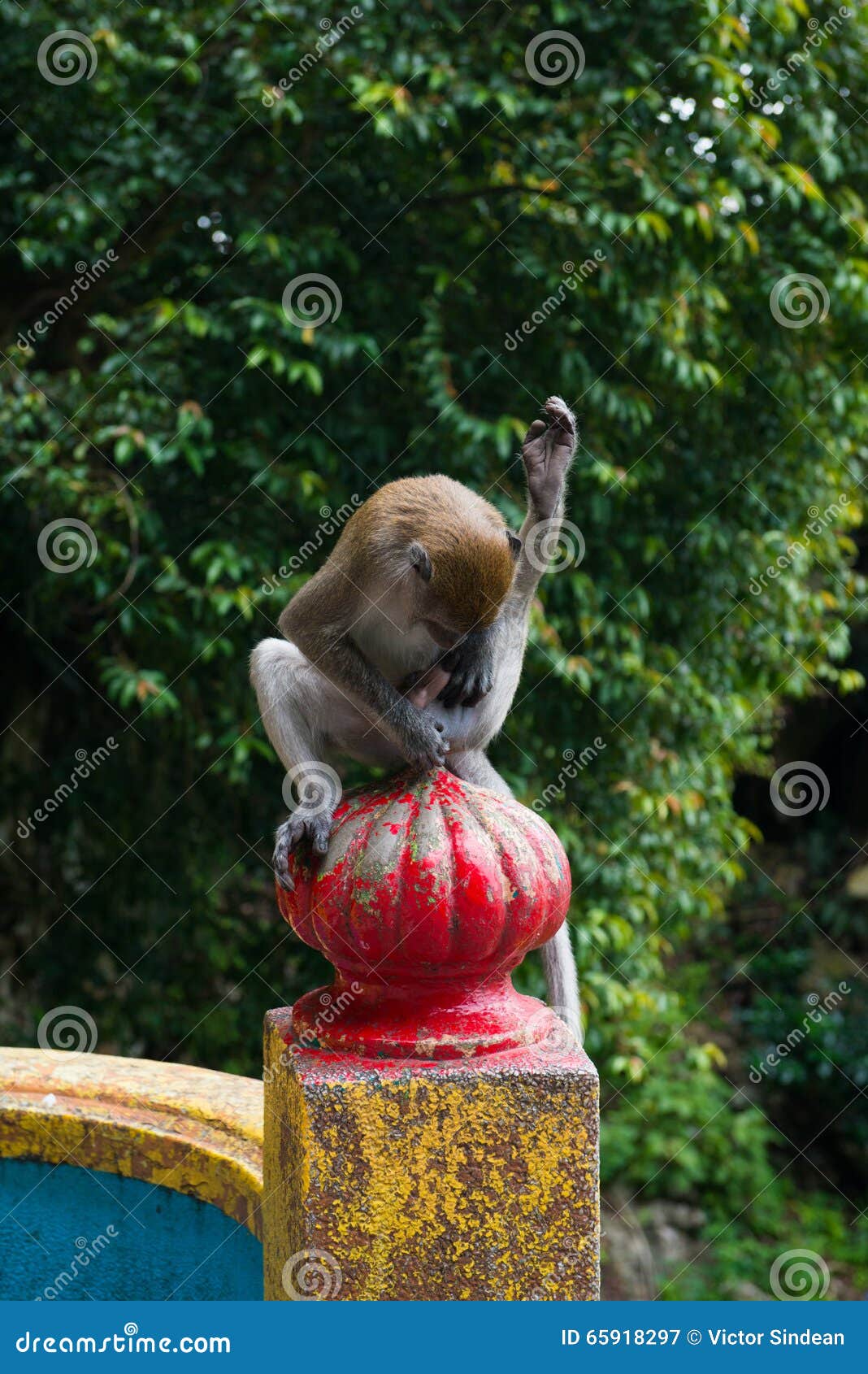 Monkey Grooming Cleaning Genitals Fur Stock Image - Image of cleaning ...