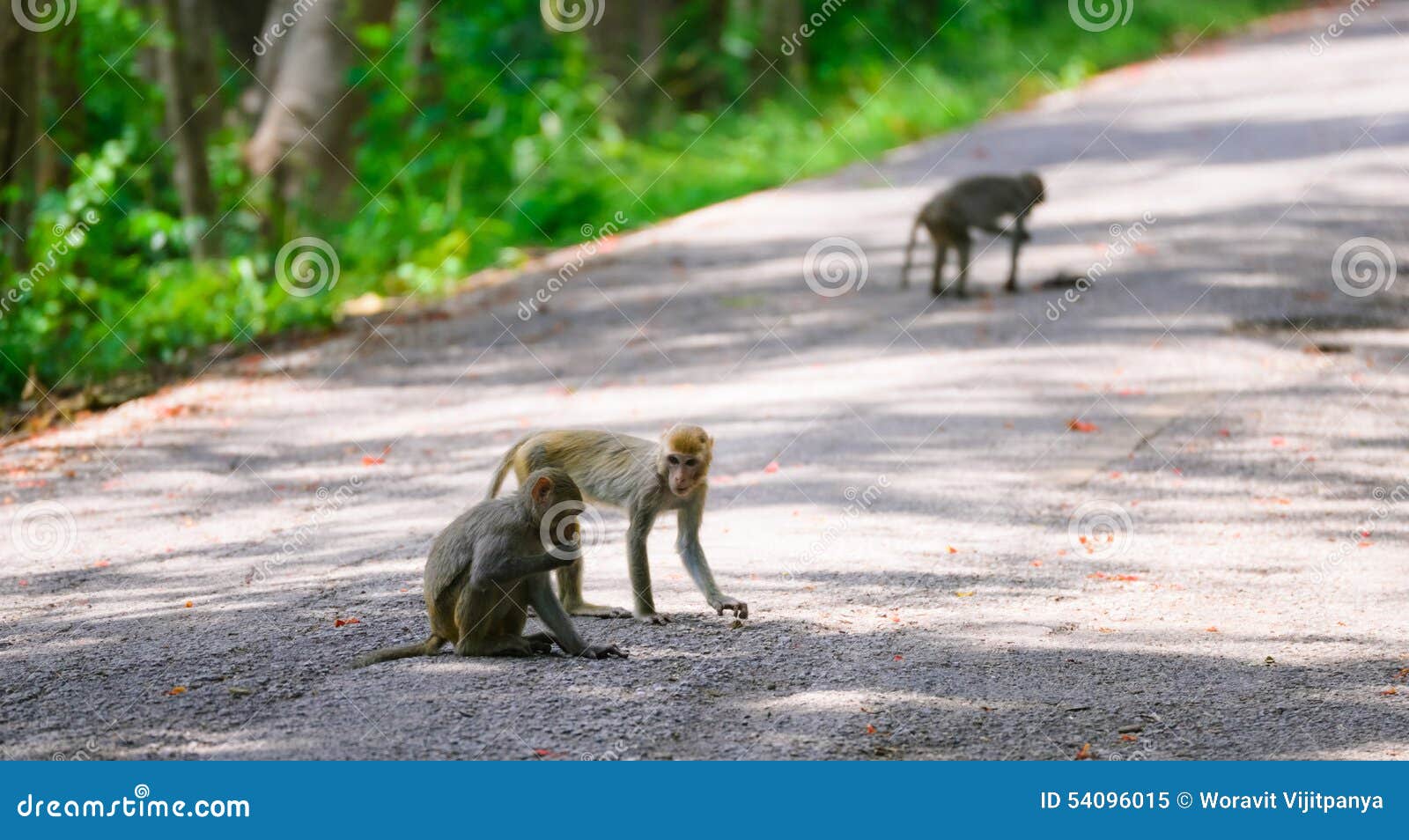 Monkey on ground stock image. Image of long, branch, habitat - 54096015