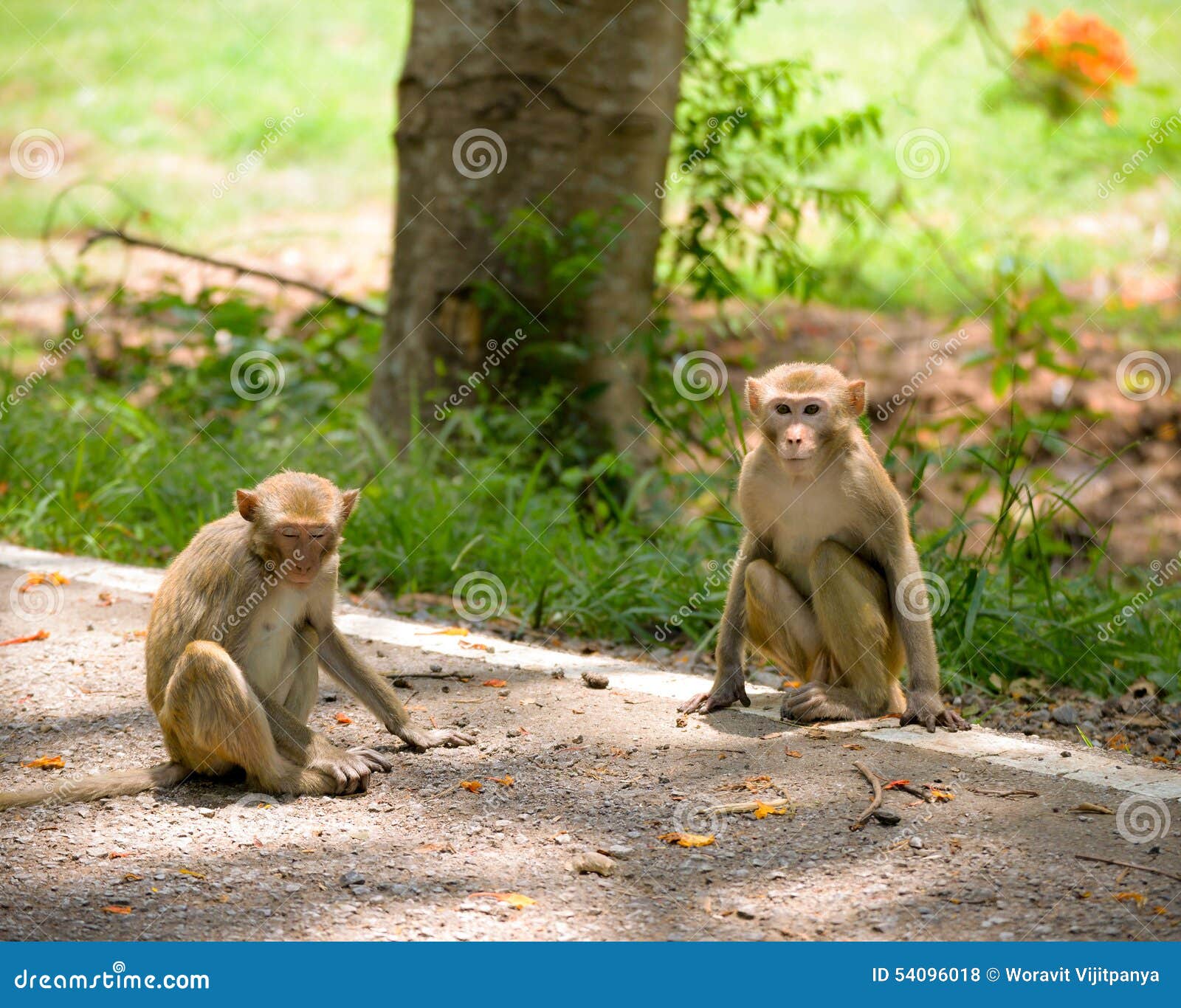 Monkey on ground stock photo. Image of habitat, mammal - 54096018
