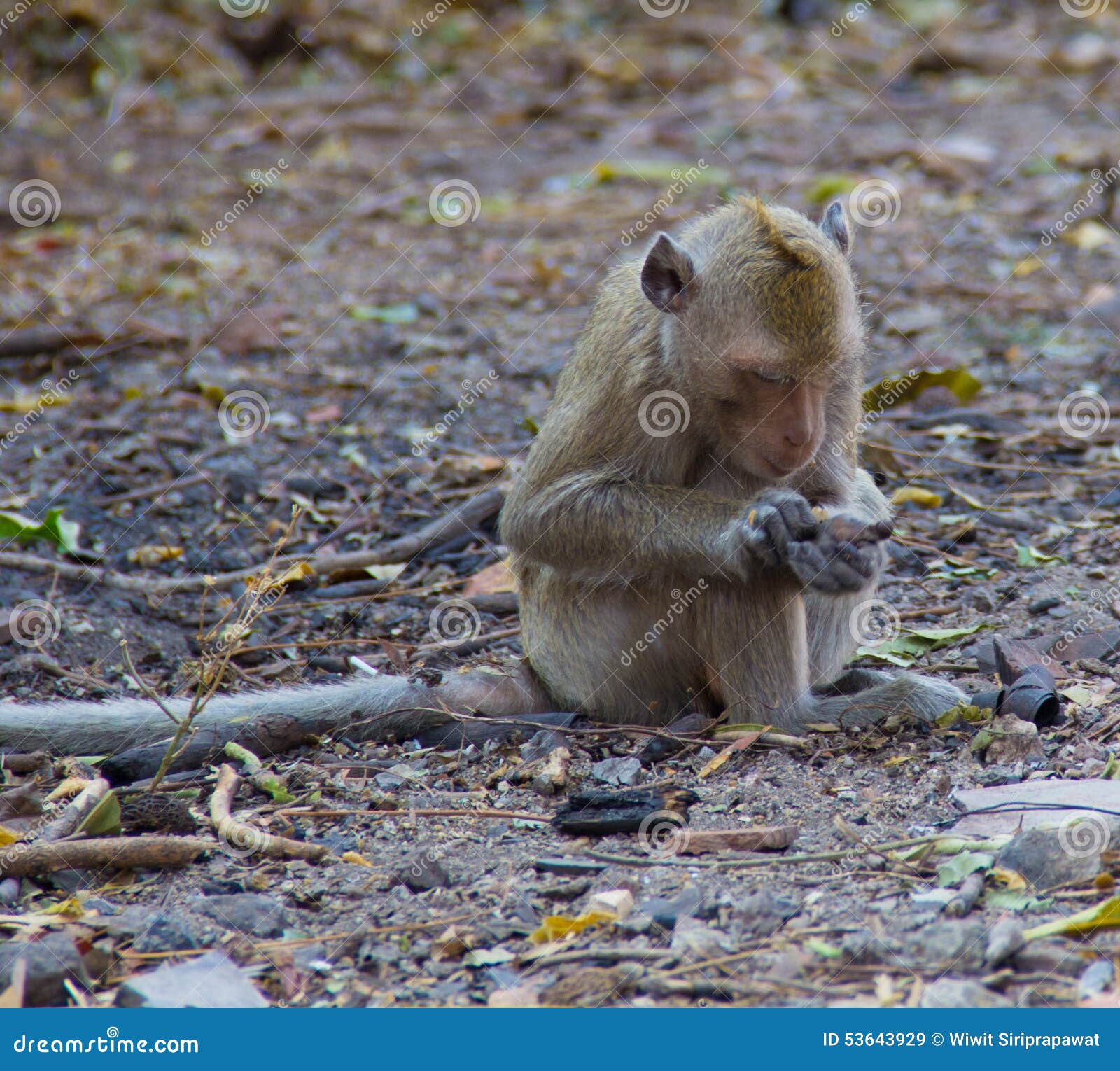 Monkey on the ground stock image. Image of mammal, monkey - 53643929