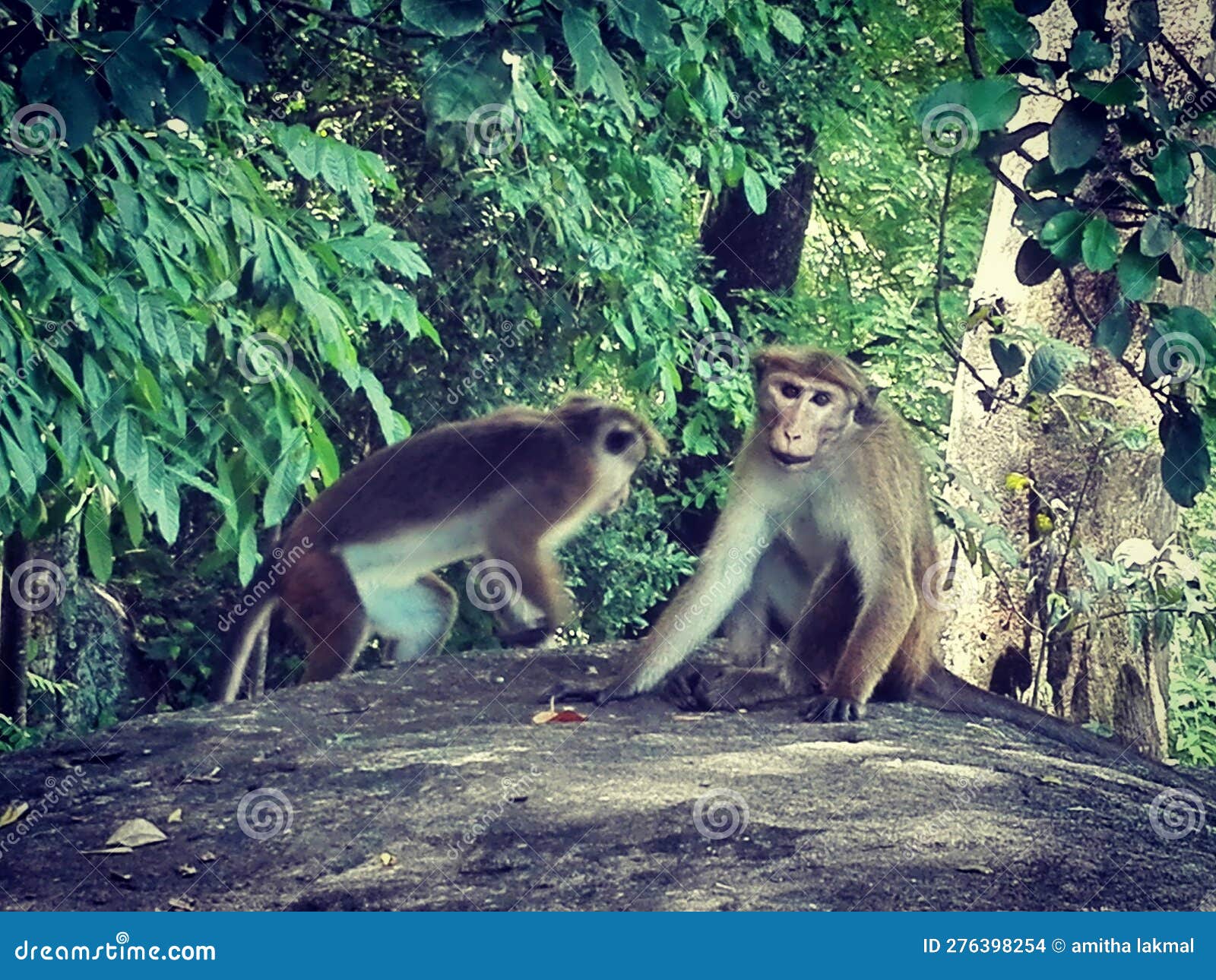 Monkey Group Alone in the Jungle Stock Photo - Image of place, group ...