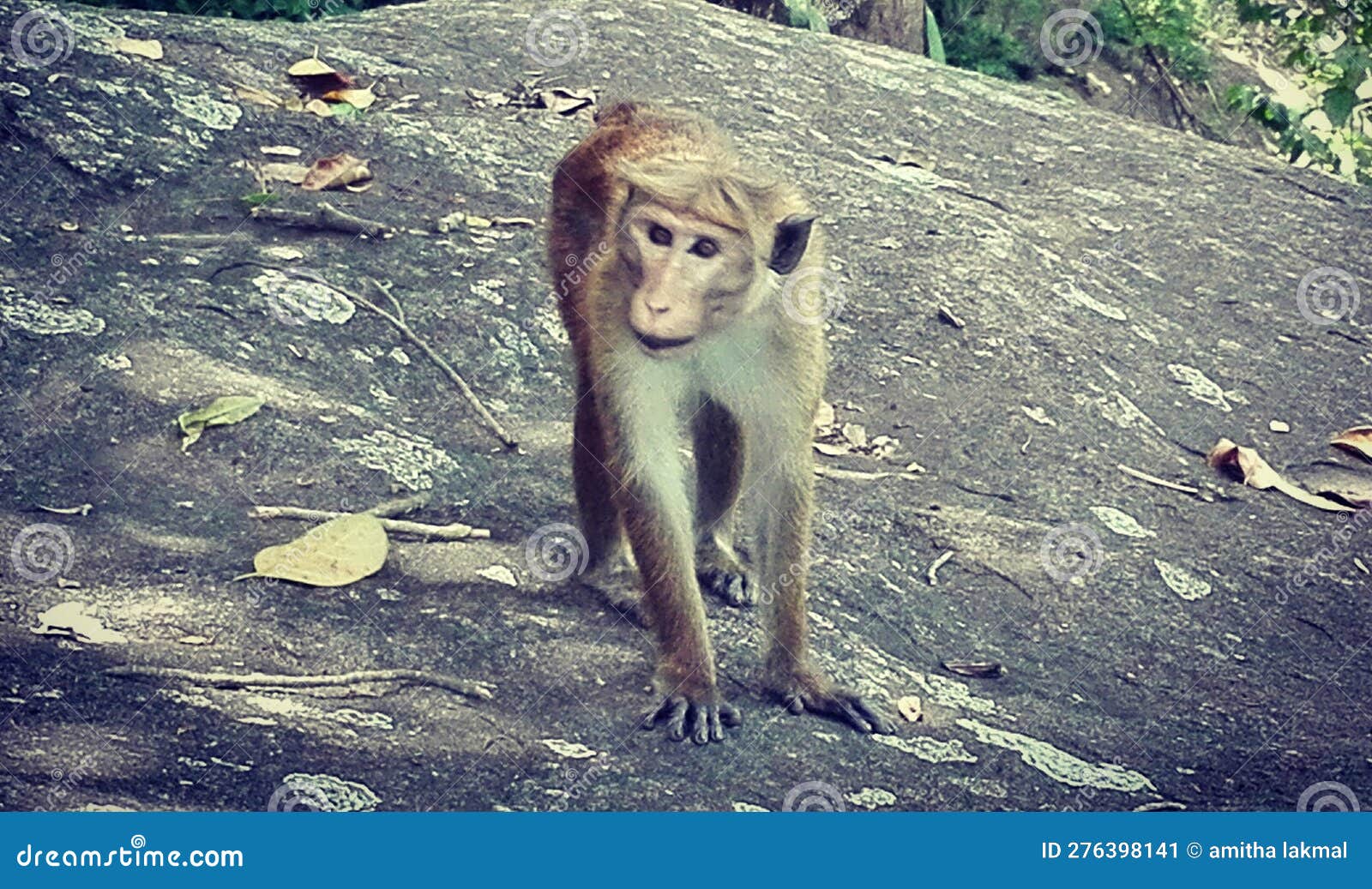 Monkey alone in the jungle stock image. Image of monkey - 276398141