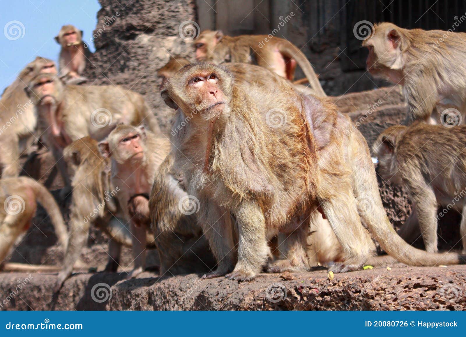 Monkey Group are Looking Something Stock Photo - Image of primate ...
