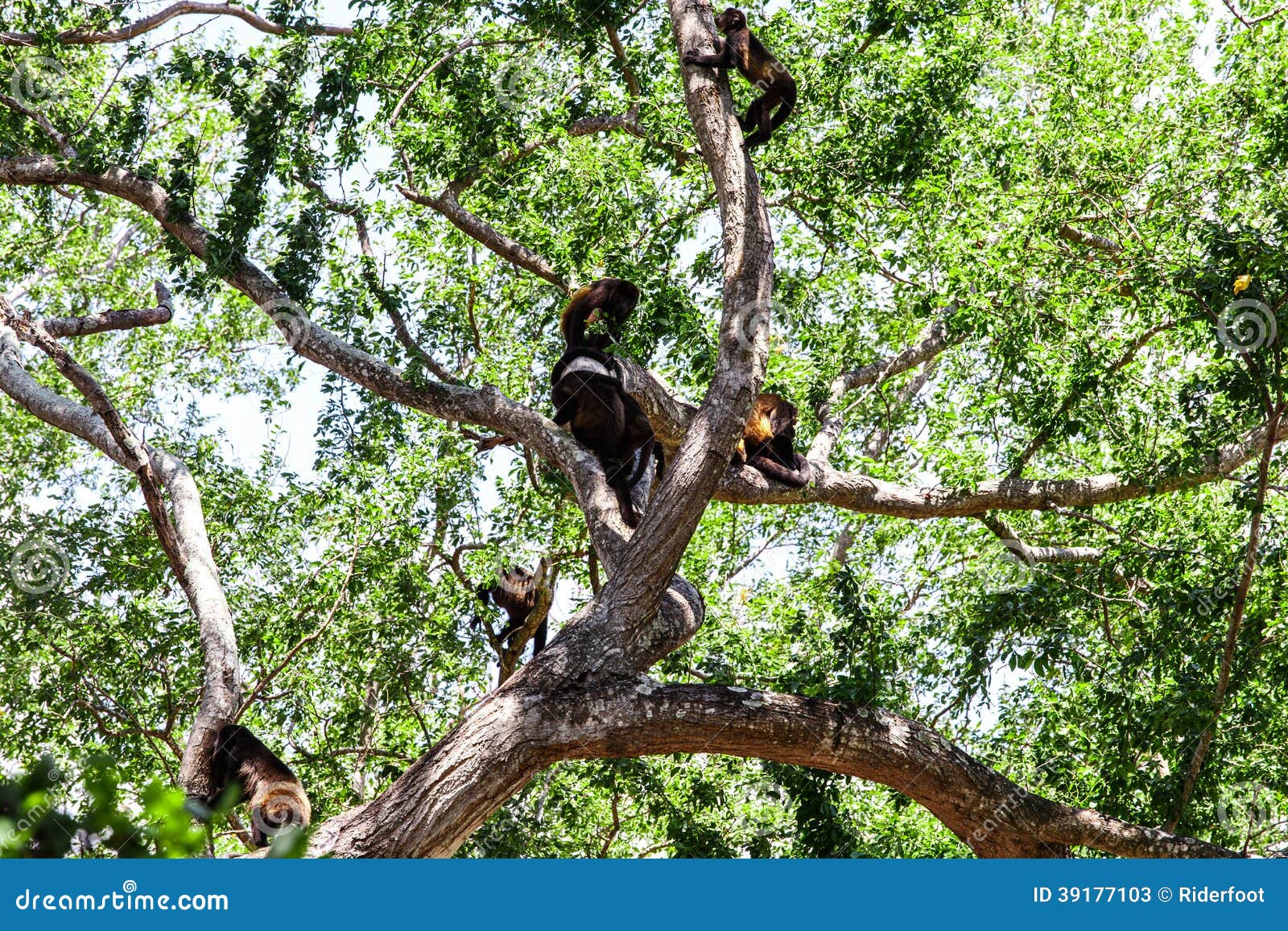Monkey group in tree stock image. Image of female, branch - 39177103