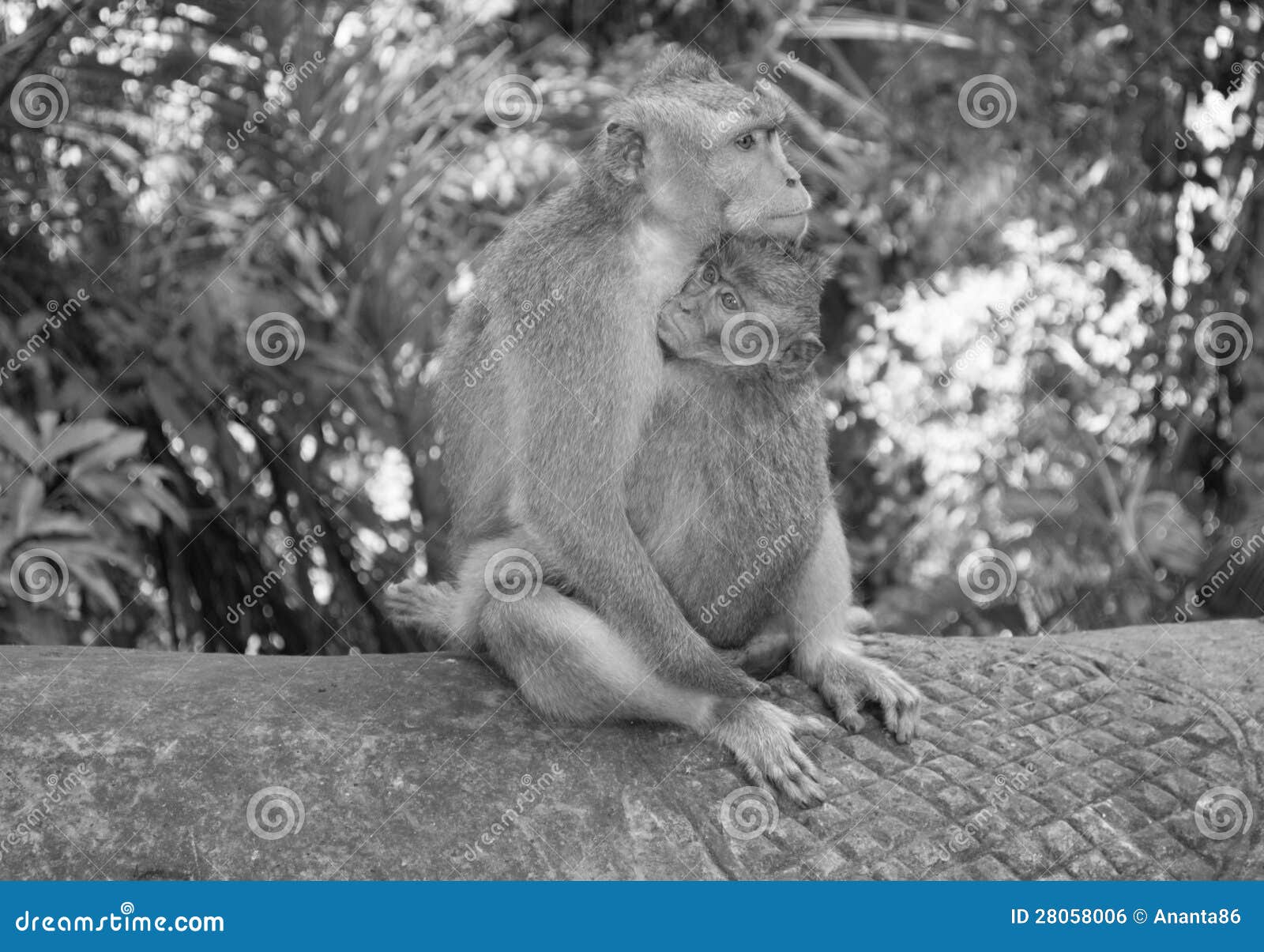 Monkey with grown baby stock photo. Image of animal, ubud - 28058006
