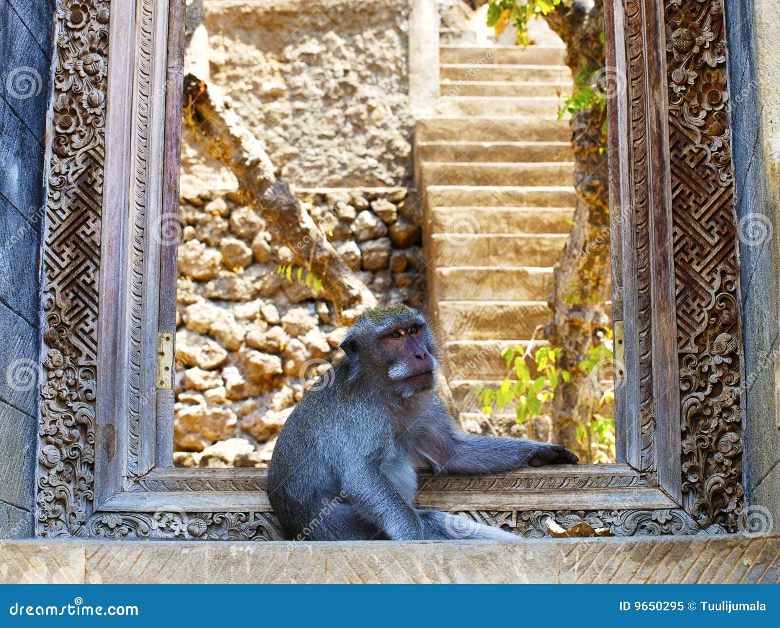 Monkey guard stock image. Image of blocking, single, indonesia - 9650295