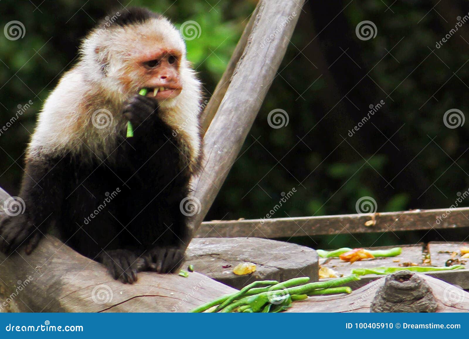 Monkey, Guayaquil, Ecuador stock photo. Image of guayaquil - 100405910