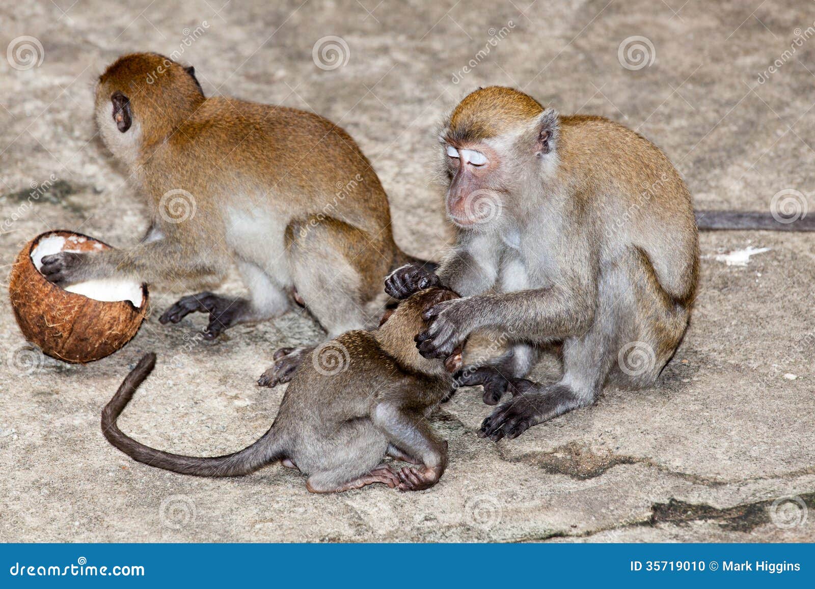 Monkey hairdresser stock photo. Image of mother, nature - 35719010