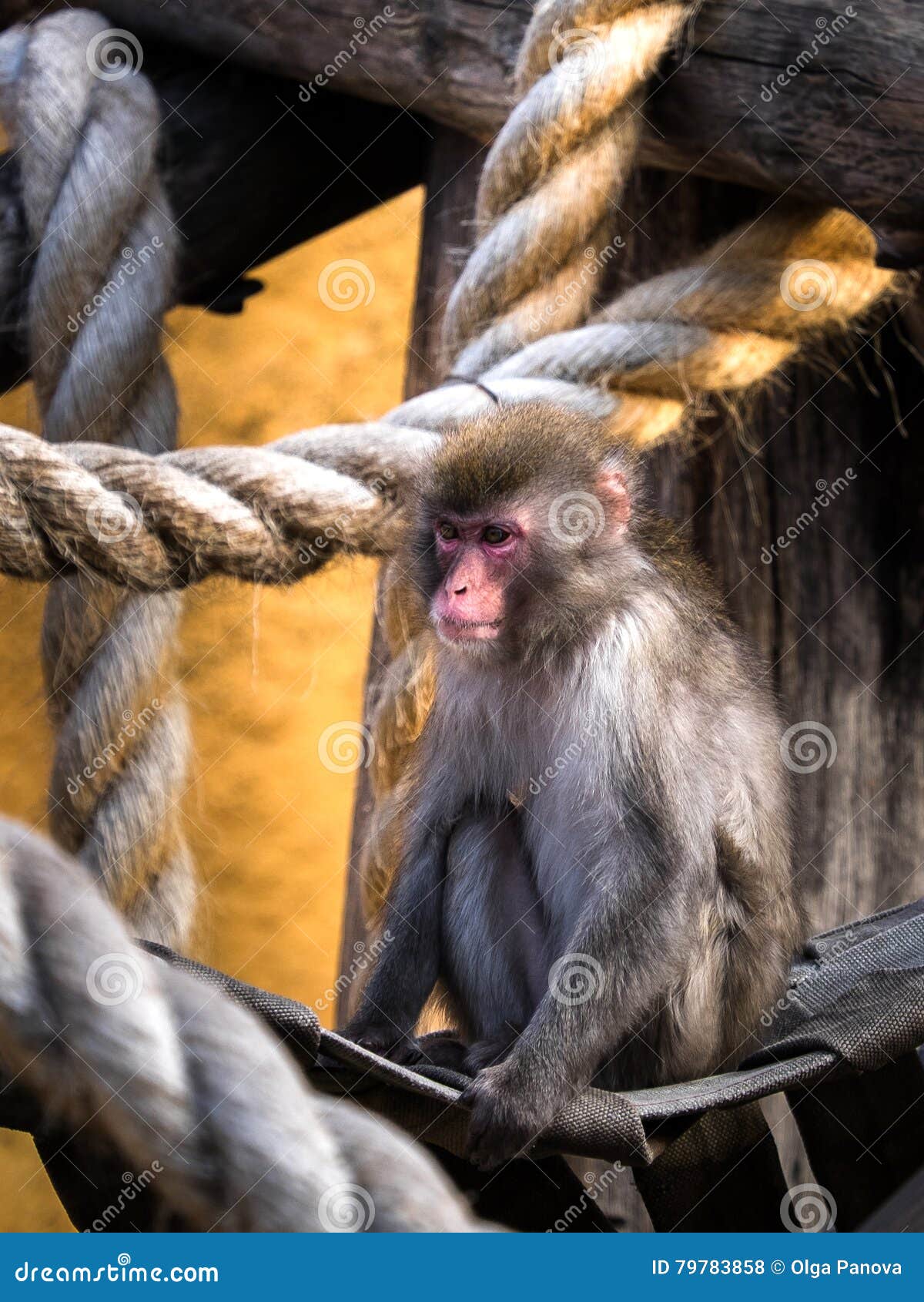 Monkey in a hammock stock photo. Image of hair, fingers - 79783858