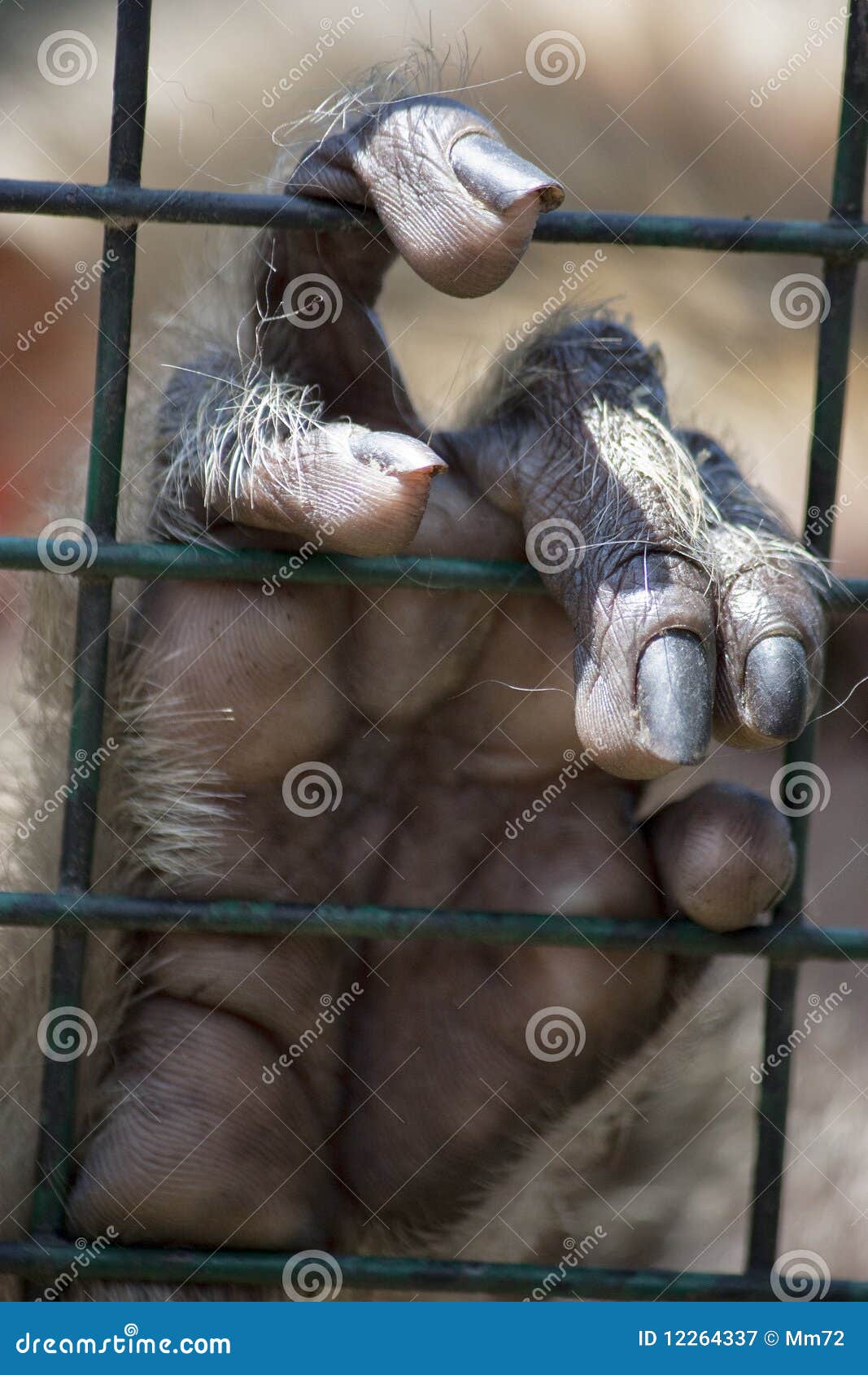 Monkey Hand stock image. Image of cage, fingers, nails - 12264337