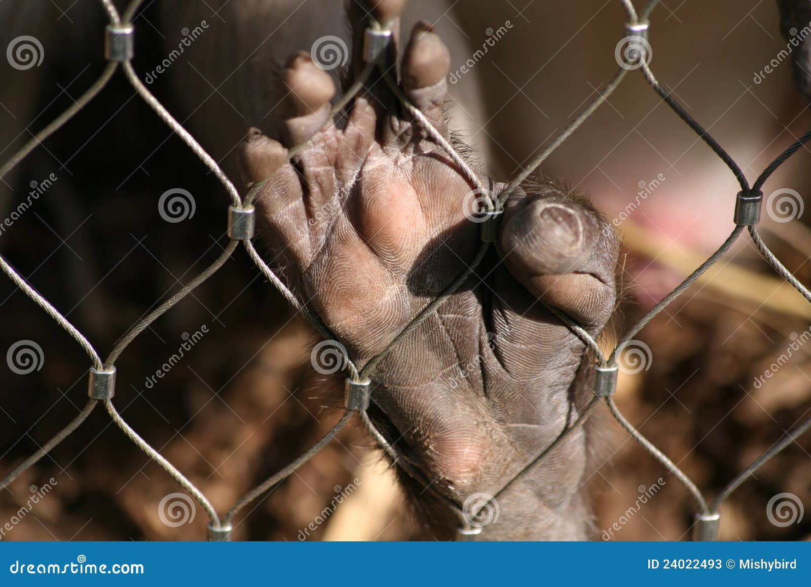 Monkey hand stock image. Image of adorable, hold, cute - 24022493