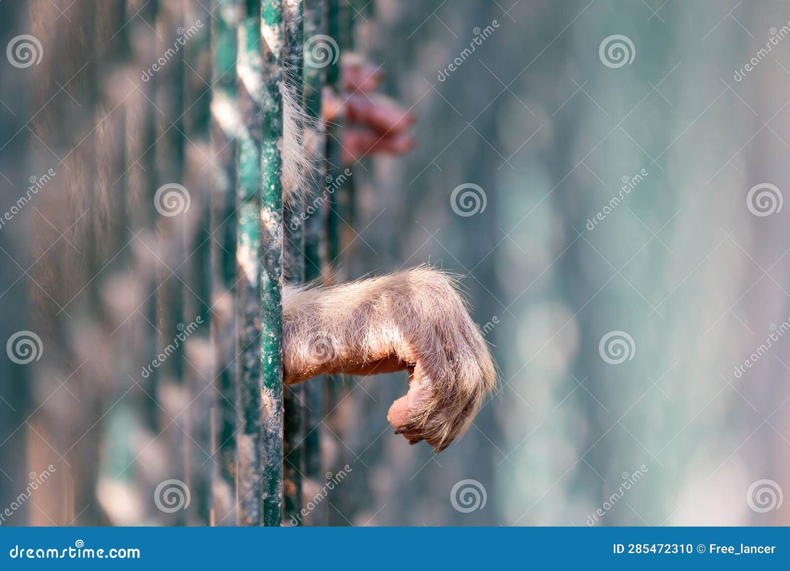 Monkey Hand through the Cage, Closeup Stock Photo - Image of wildlife ...