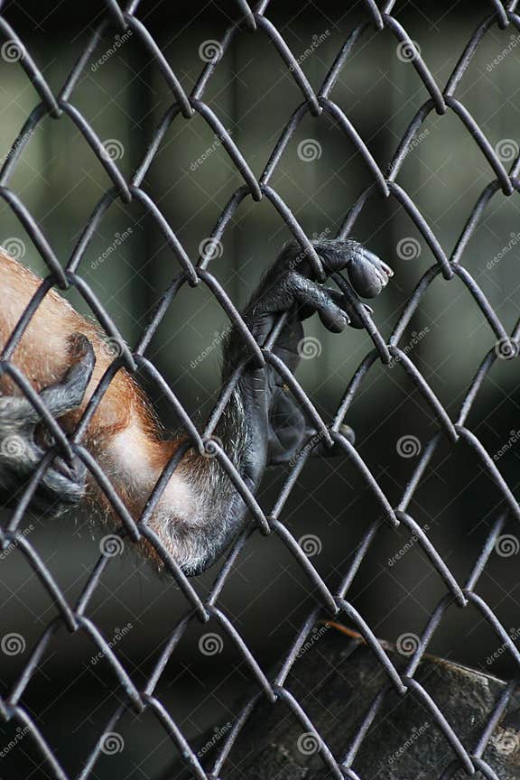 Monkey hand grab the cage stock image. Image of hands - 26200129