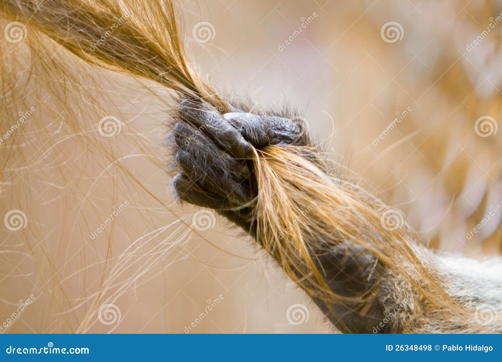 Monkey Hand Pulling a Blonde Girl S Hair Stock Photo - Image of fingers ...