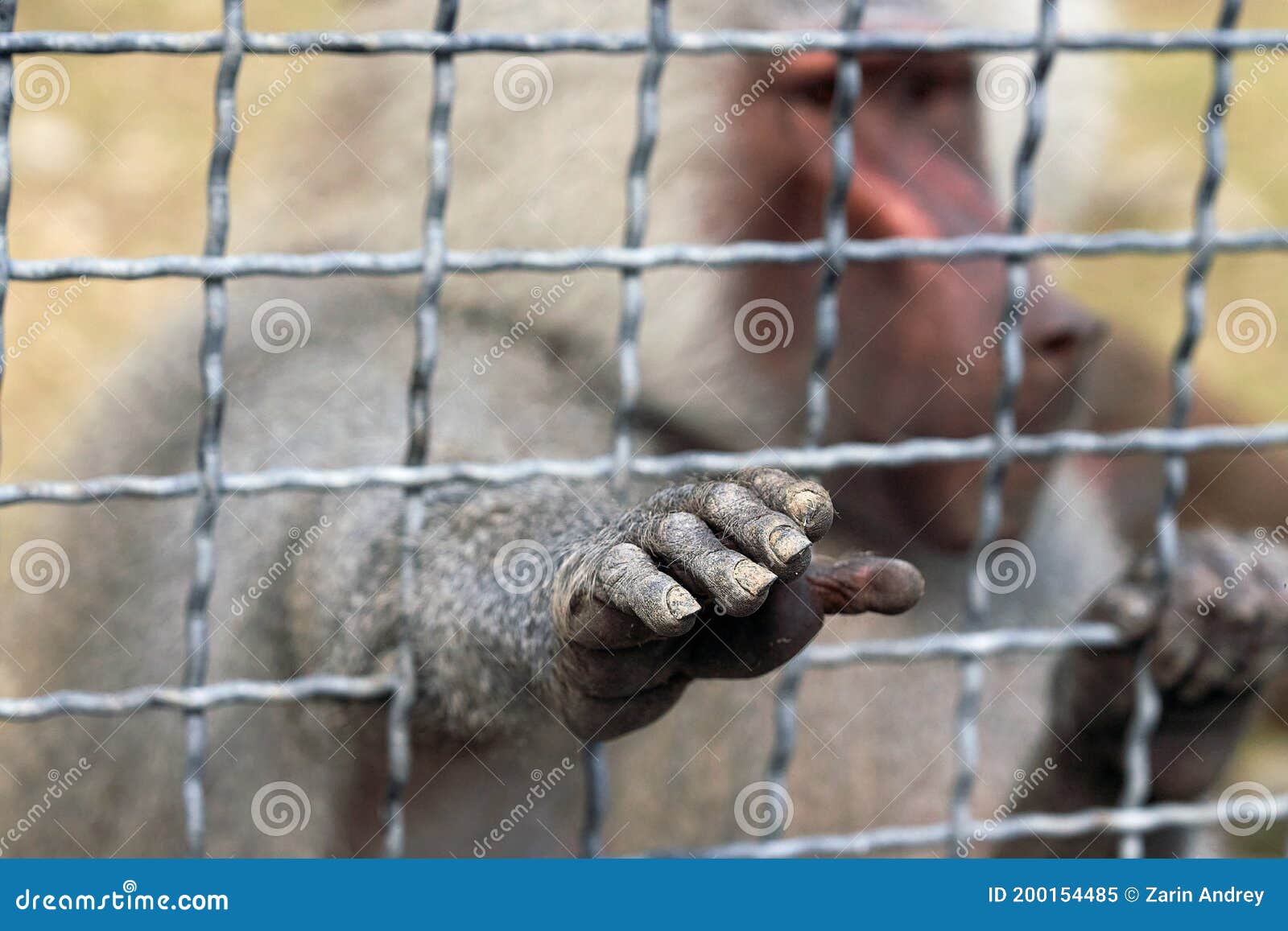 The Monkey Hand is Pushed through the Bars and Reaches for the Camera ...