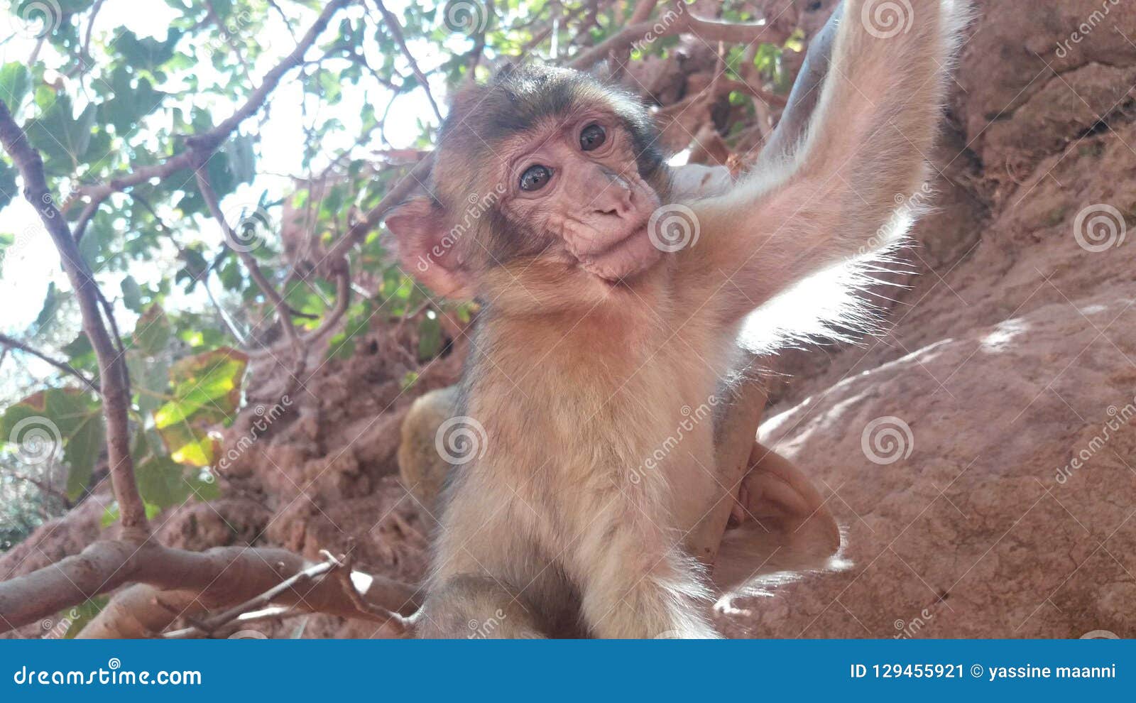 Monkey stock image. Image of hand, cute, shake, animal - 129455921