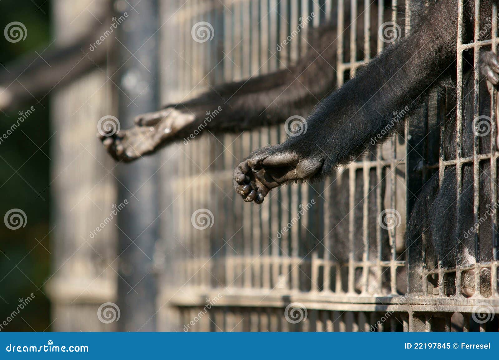 Monkey hands stock image. Image of prison, finger, mammals - 22197845