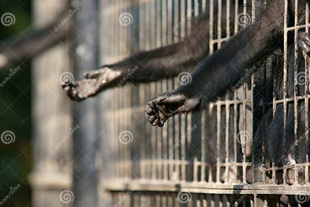 Monkey hands stock image. Image of prison, finger, mammals - 22197845