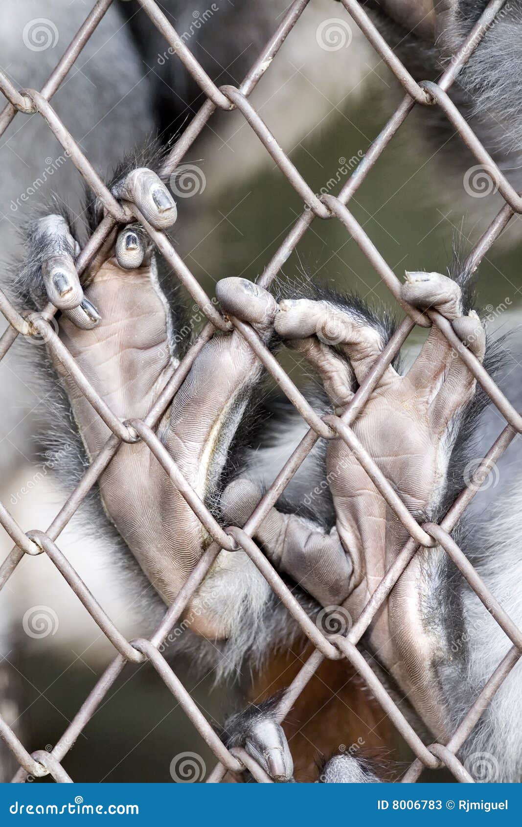 Monkey hands stock image. Image of mammal, captured, prisioner - 8006783