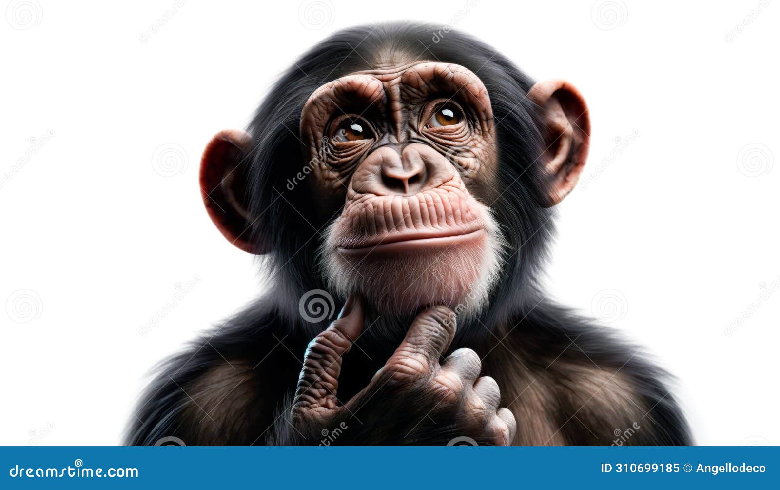 Closeup of a Chimpanzee with Thoughtful Aptitude Stock Illustration ...