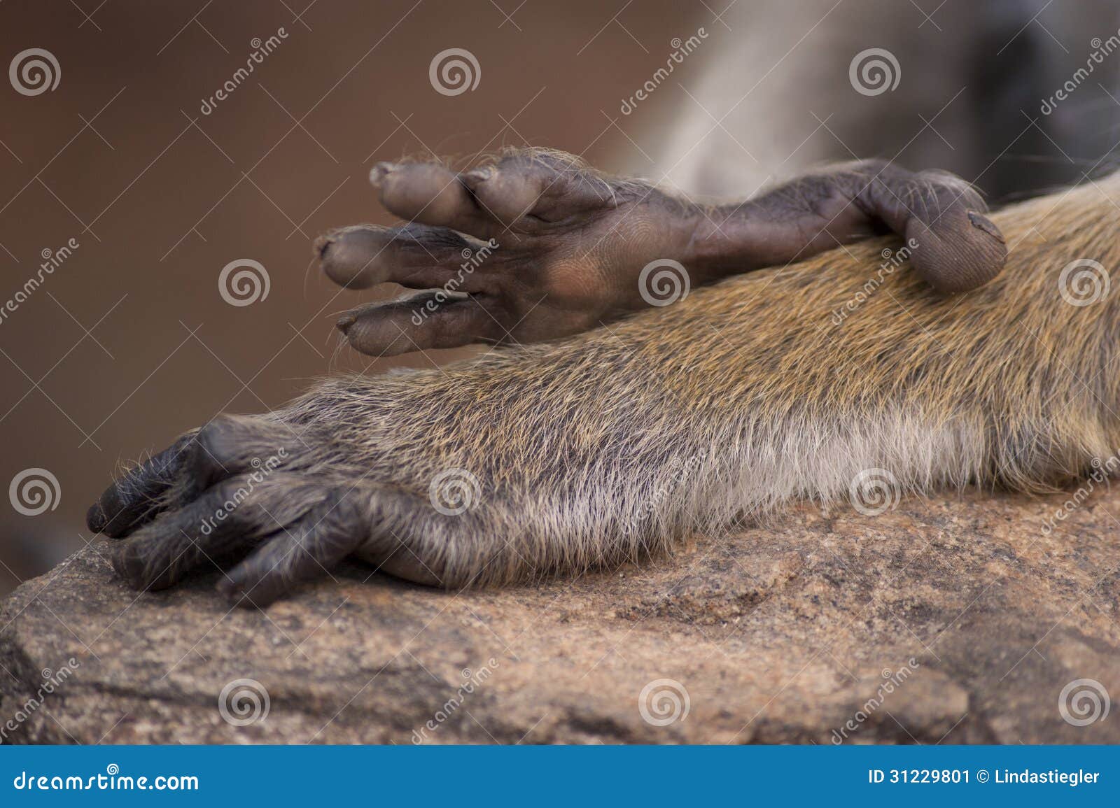 Monkey hands stock image. Image of thumb, relaxed, palm - 31229801