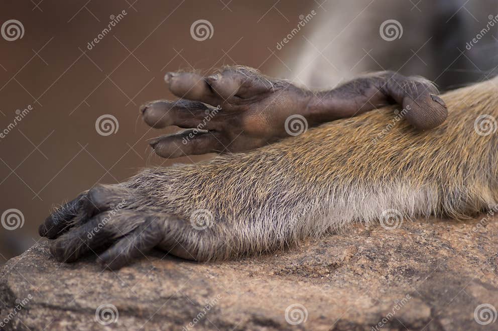 Monkey hands stock image. Image of thumb, relaxed, palm - 31229801