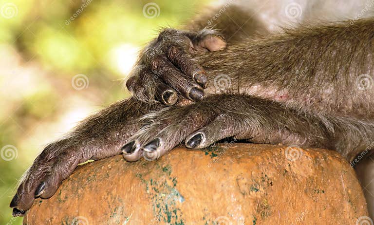 Monkey hands stock image. Image of portrait, animal, resting - 78334463