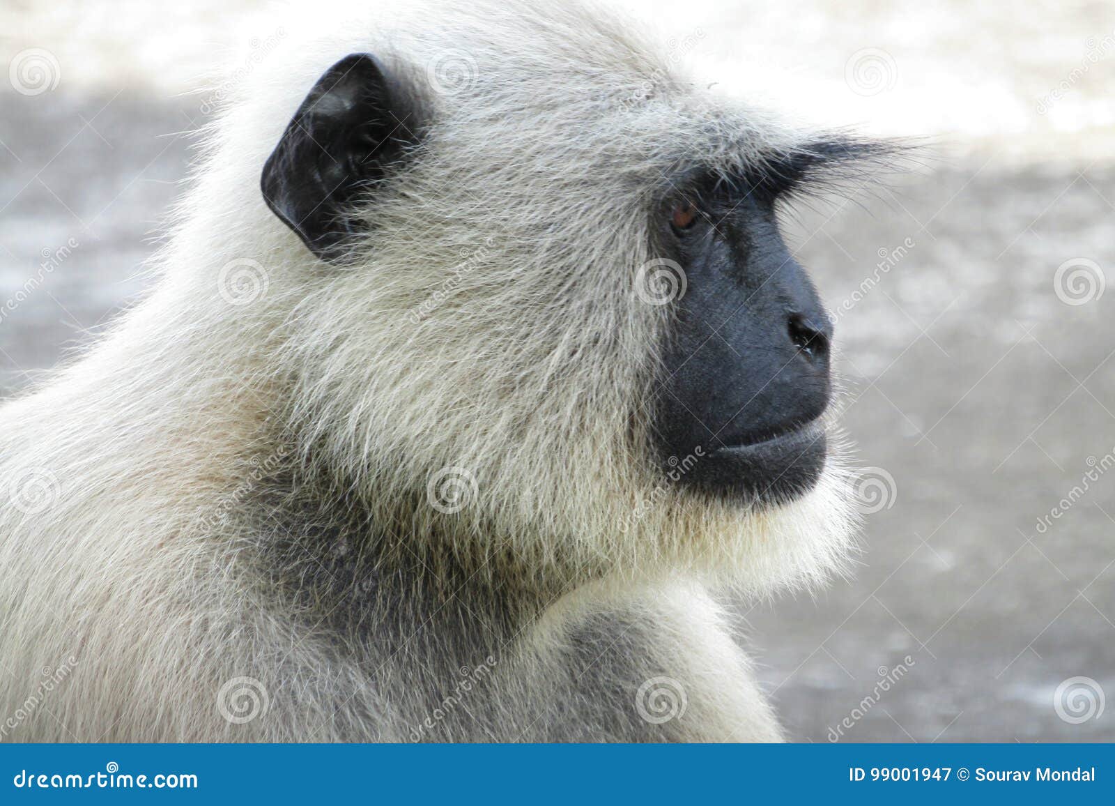 Monkey stock image. Image of dude, animal, funny, jungle - 99001947