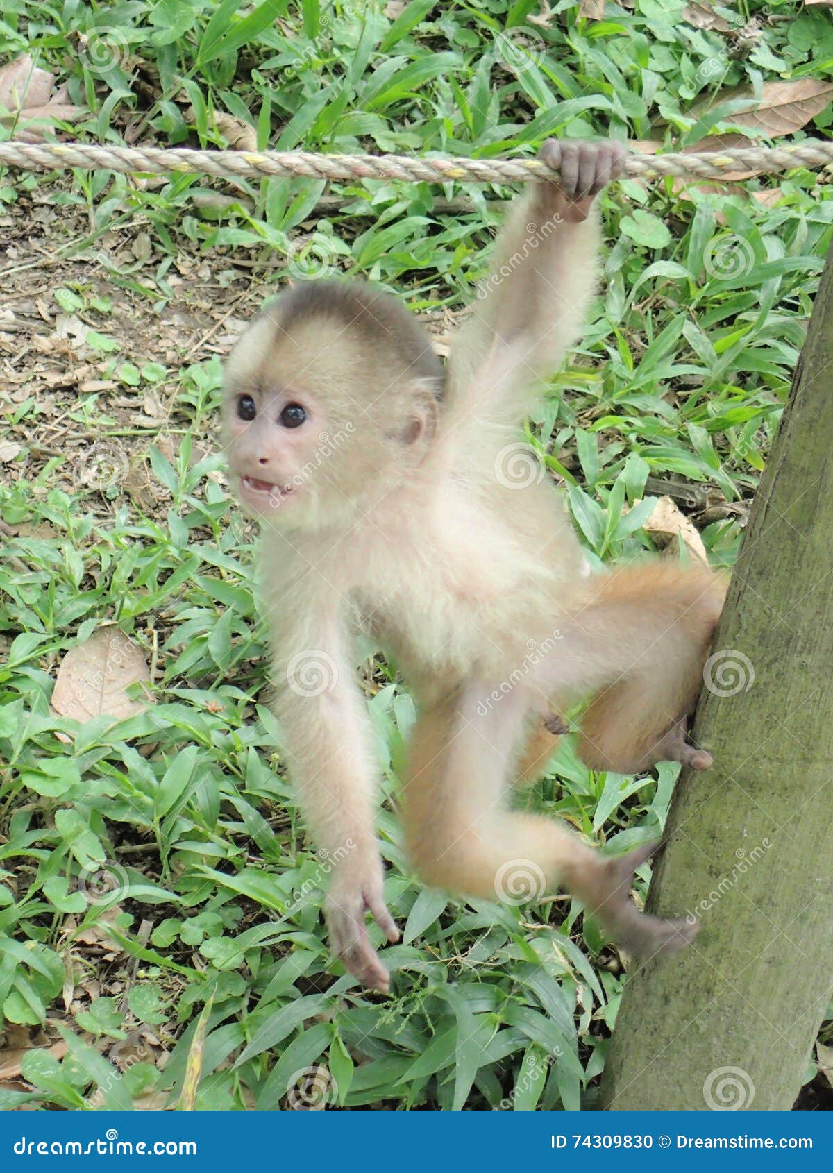 Monkey hanging around stock photo. Image of domingo, ecuador - 74309830
