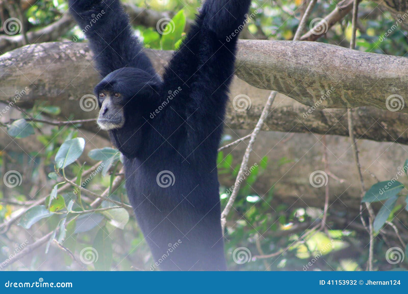 Monkey hanging stock photo. Image of simian, daylight - 41153932